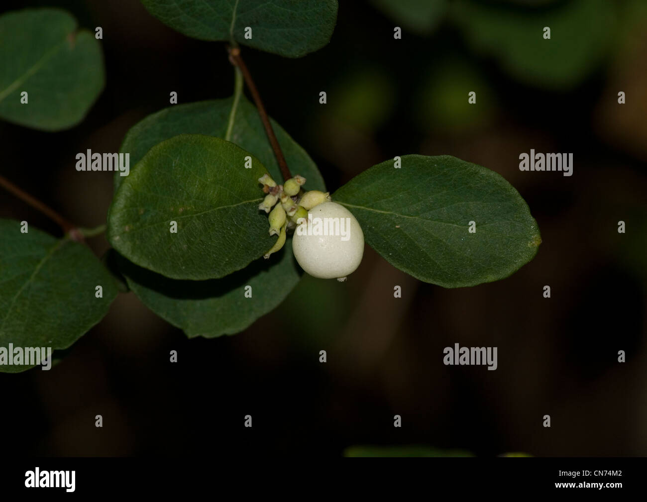 White Autumn Berry Stock Photo - Alamy