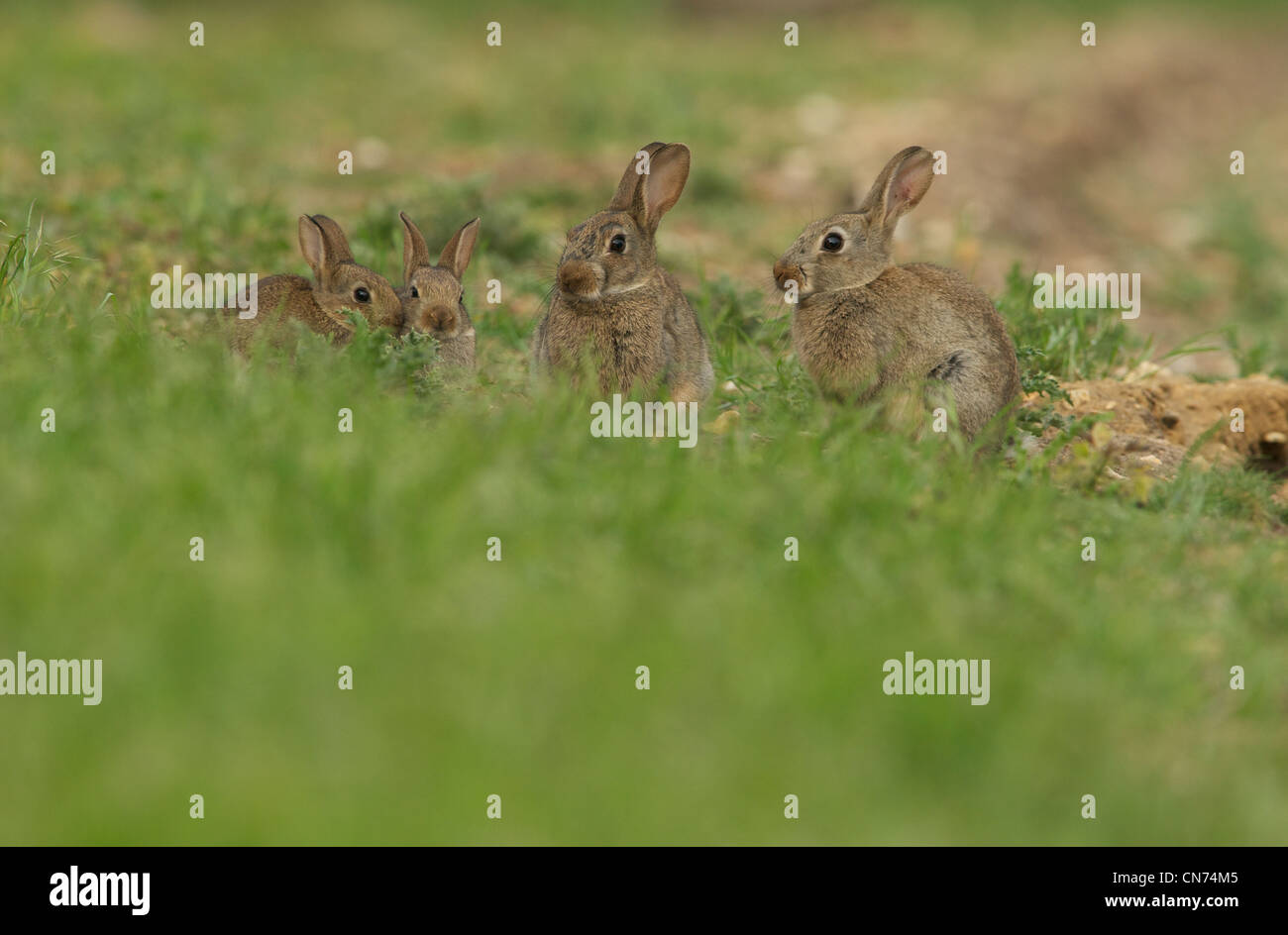 rabbit family sitting at entrance to burrow Stock Photo - Alamy