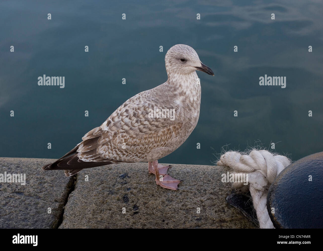 Black sea bird hi-res stock photography and images - Alamy