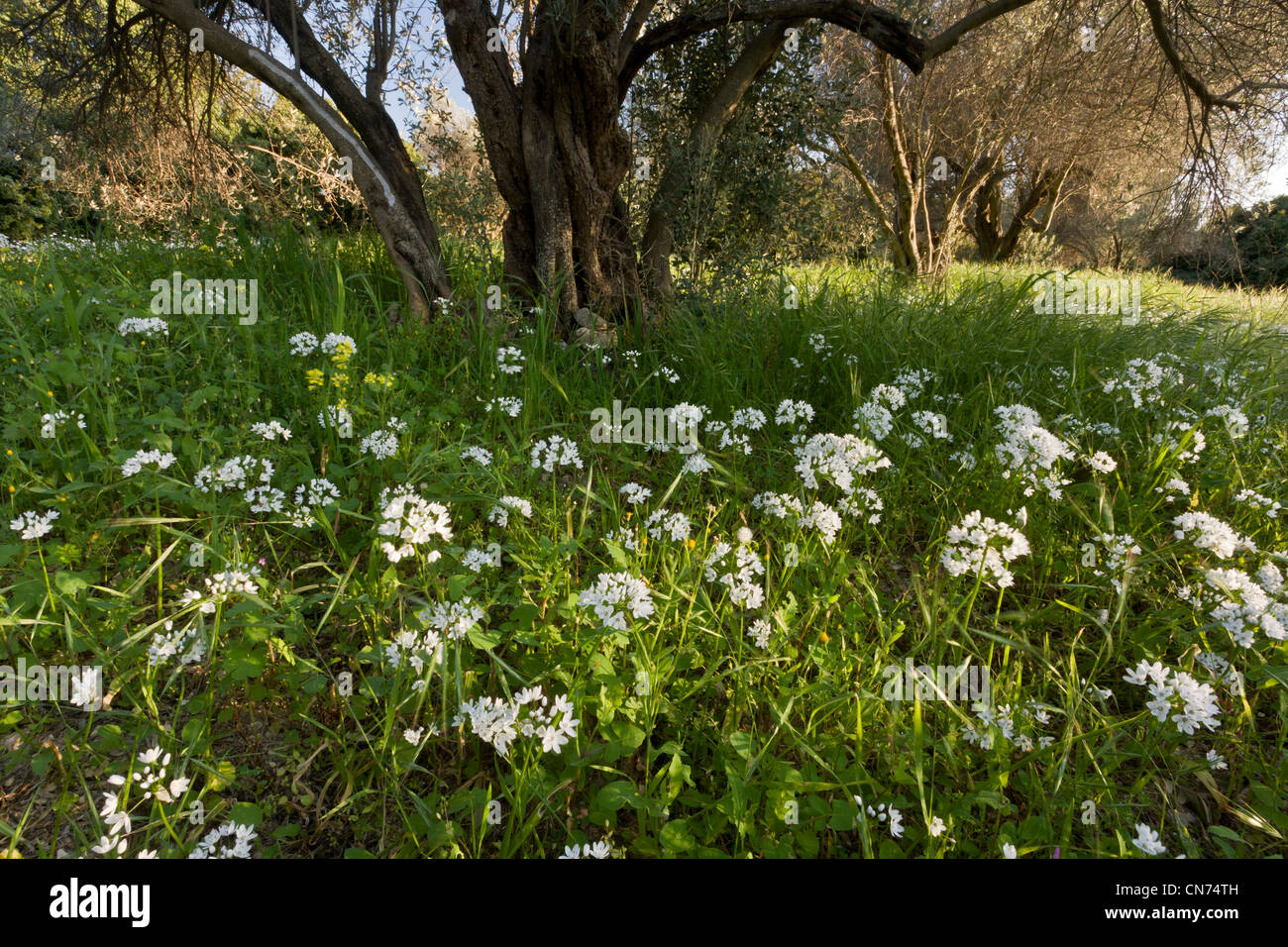 Lovely flowery old olive grove in spring, trees surrounded by Naples ...