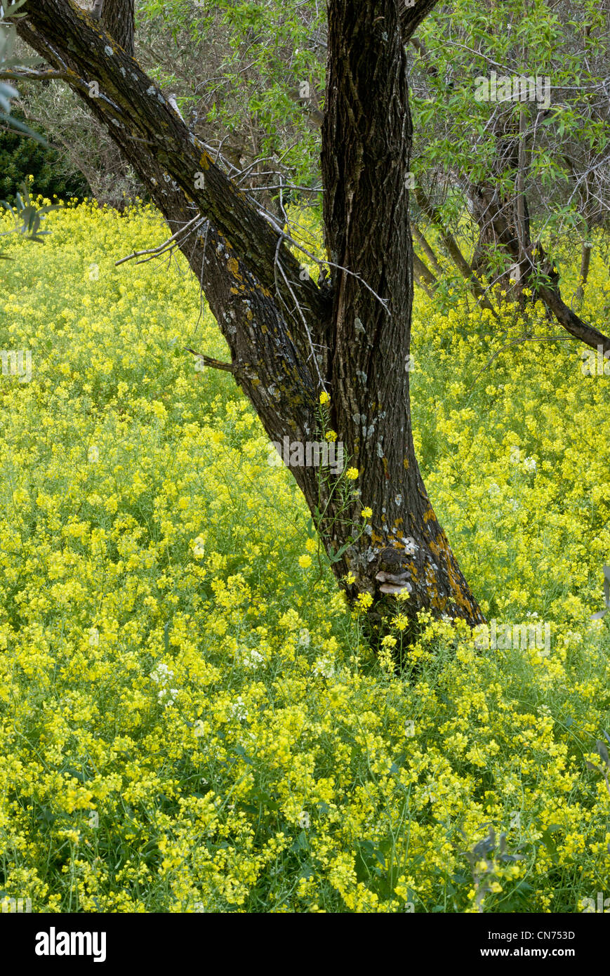 Mustard tree hi-res stock photography and images - Alamy