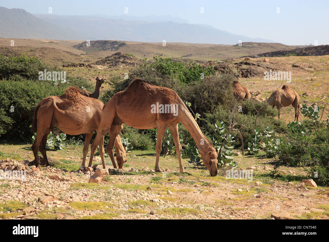 Arabisches kamel hi-res stock photography and images - Alamy