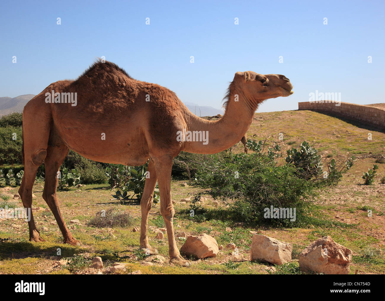 Arabisches kamel hi-res stock photography and images - Alamy