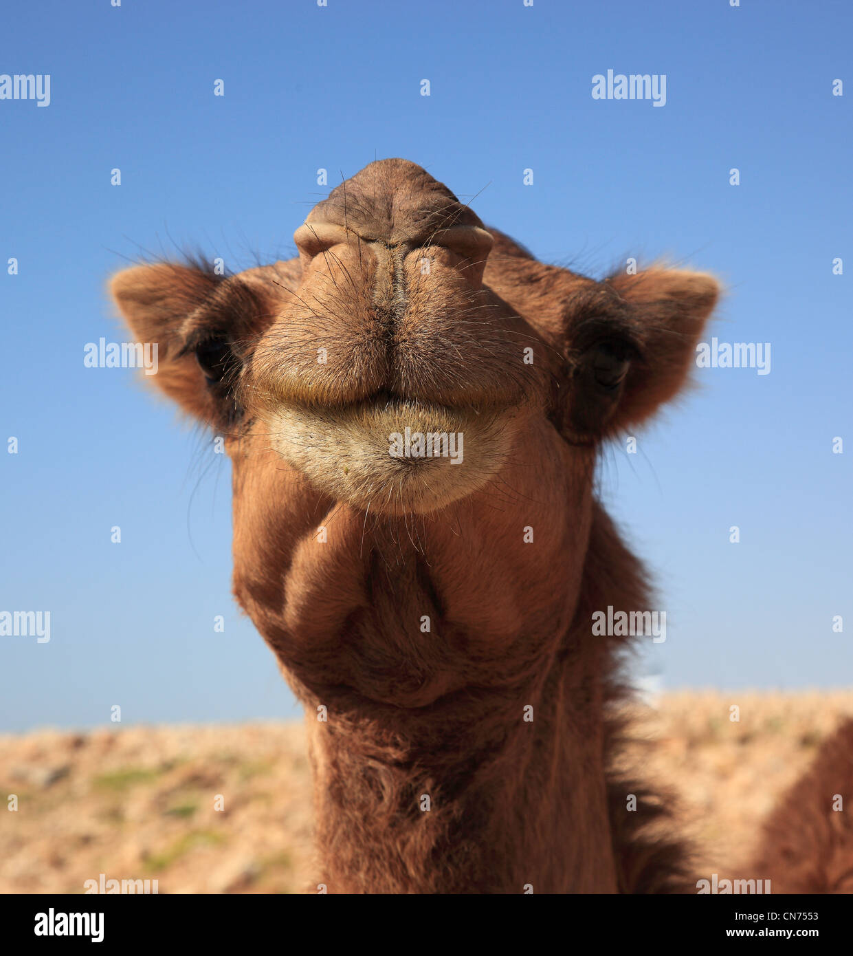 Kamele, Oman Stock Photo: 47486239 - Alamy