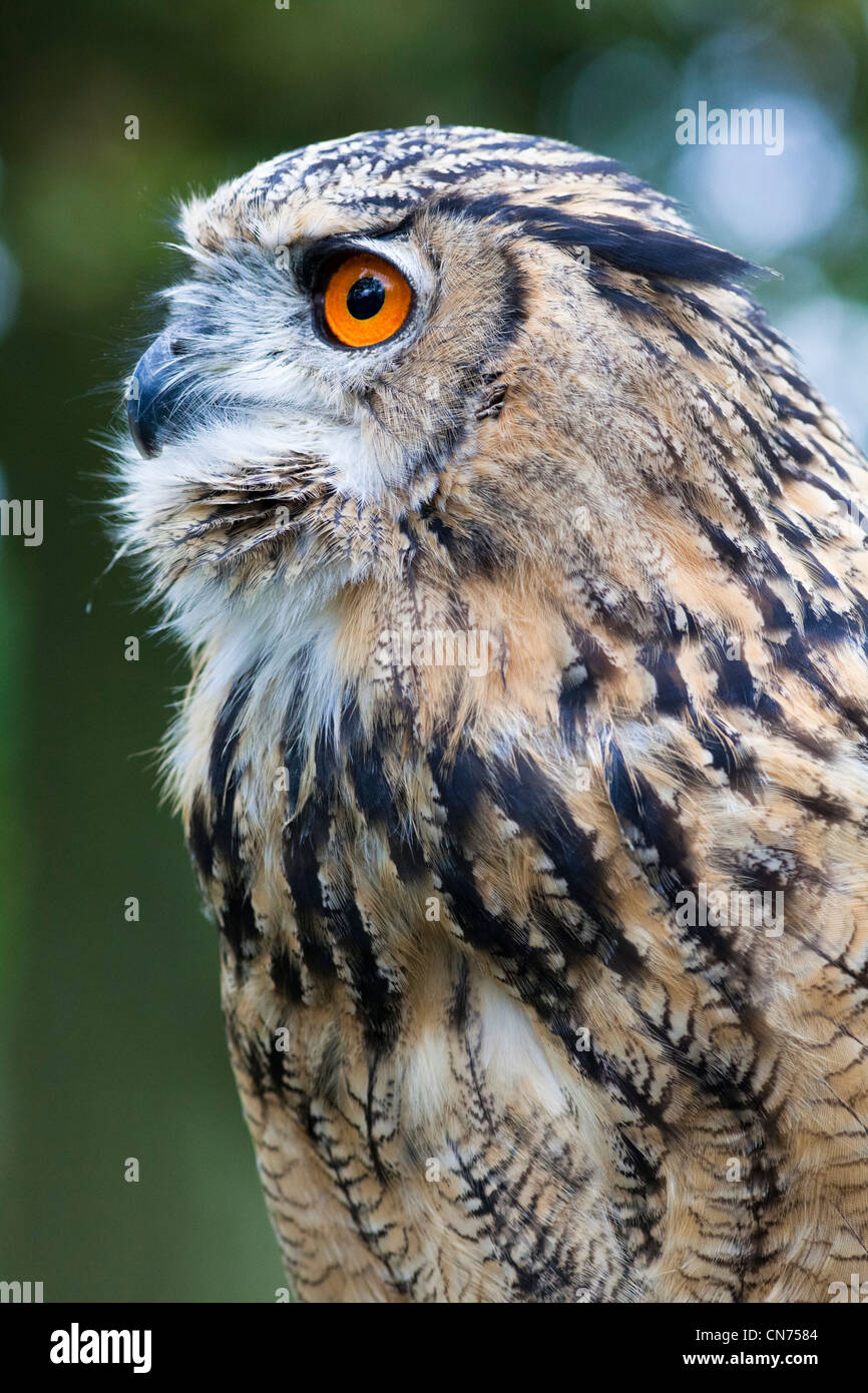 Eurasian Eagle Owl - Bubo bubo Stock Photo - Alamy
