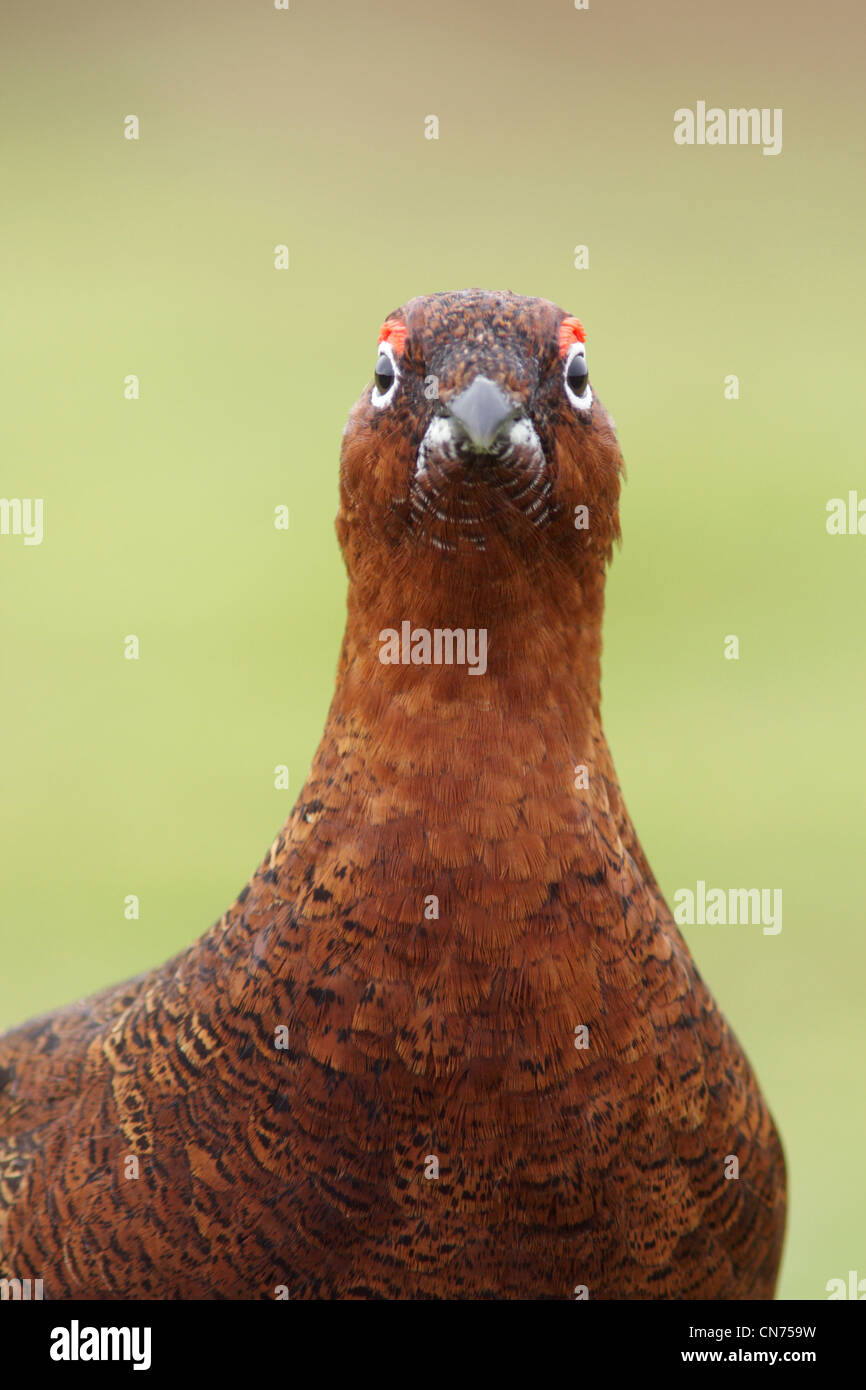 Male Red Grouse (Lagopus lagopus scoticus), Swaledale, Yorkshire Dales ...