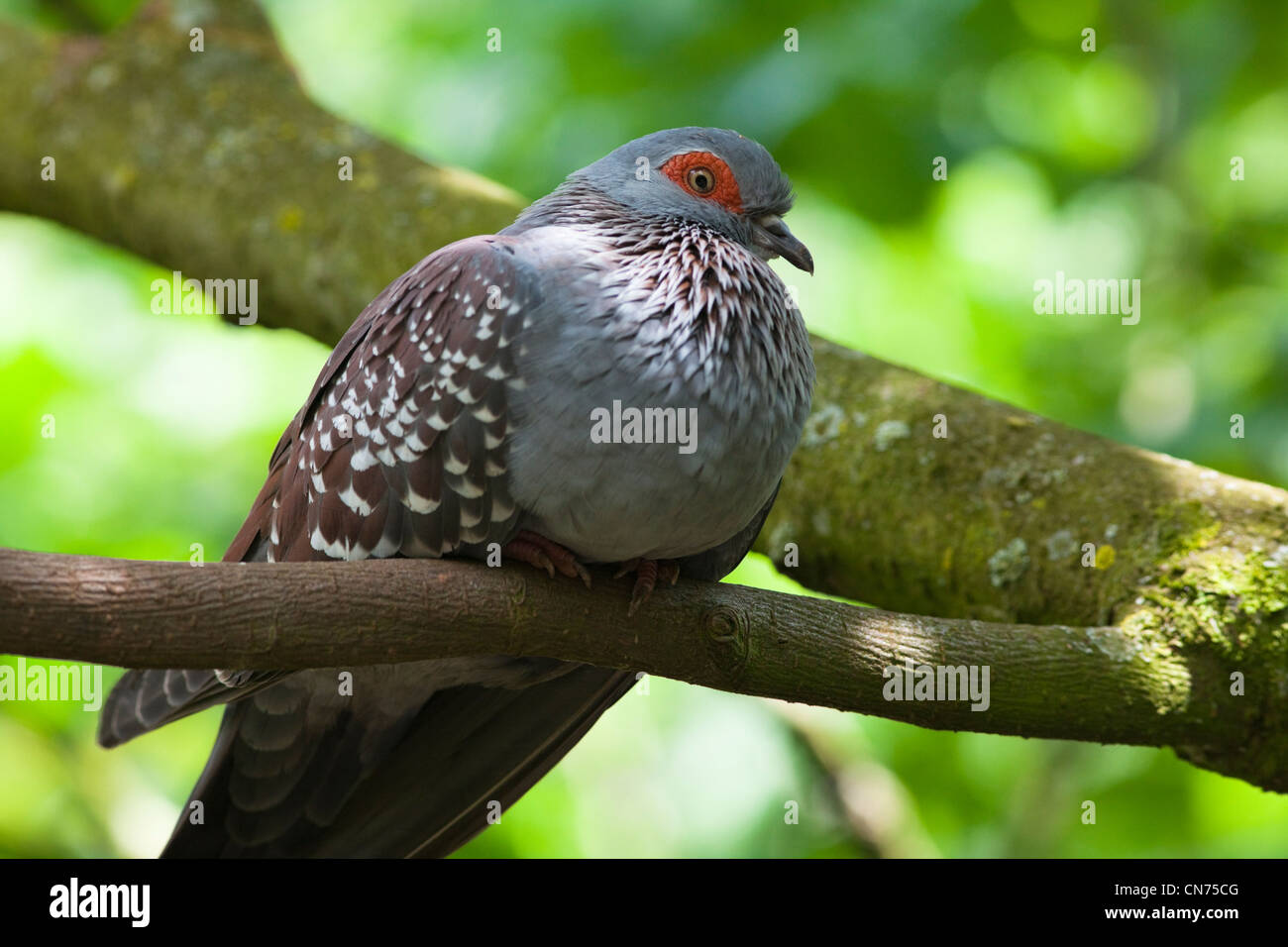 Geopelia cuneata hi-res stock photography and images - Alamy