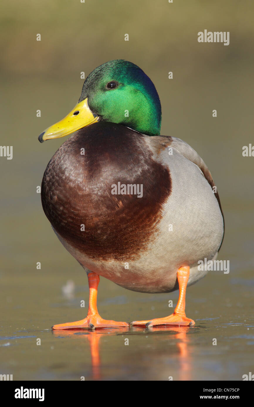 Adult male mallard drake standing hi-res stock photography and images ...