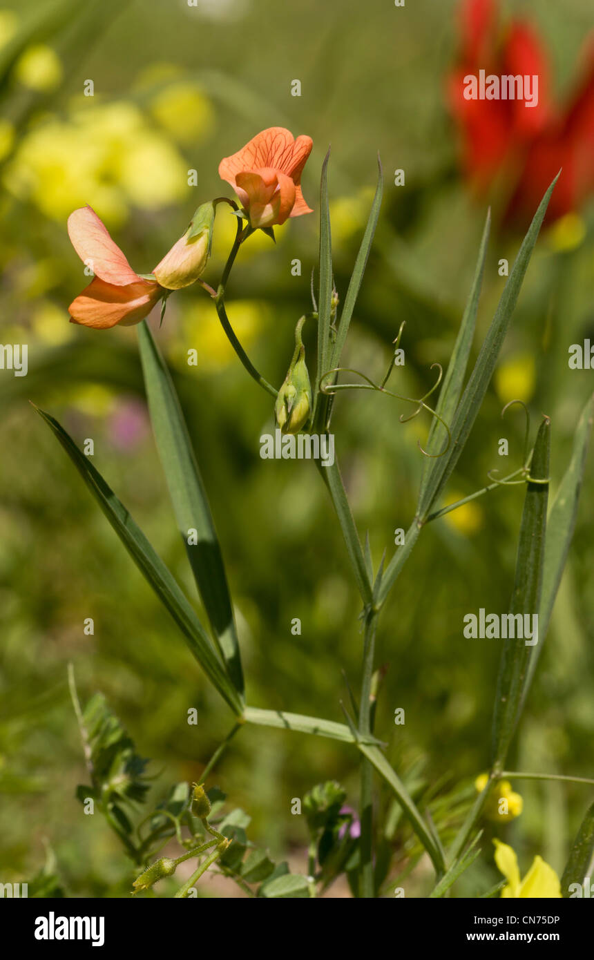 Annual yellow vetchling, Lathyrus annuus in cornfield, Greece Stock ...