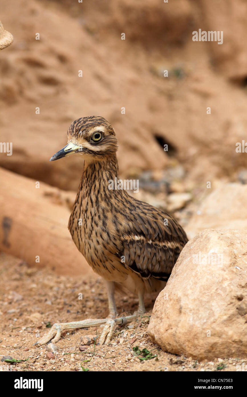 Greater Roadrunner - Geococcyx californianus - alert beside rock ...