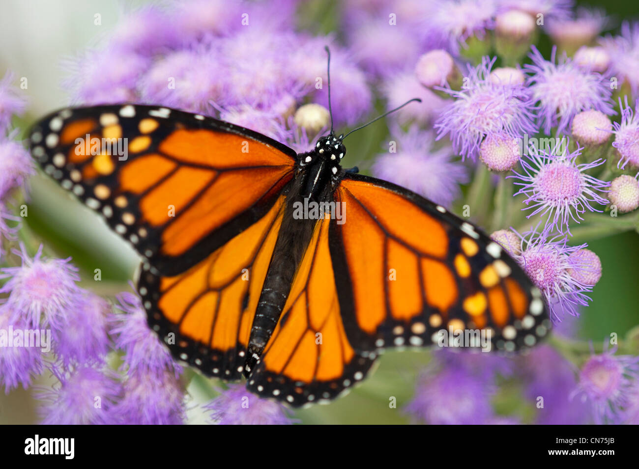 Butterfly eating hi-res stock photography and images - Alamy