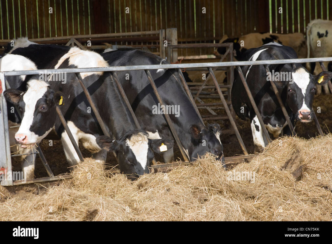 Barn cows hi-res stock photography and images - Alamy