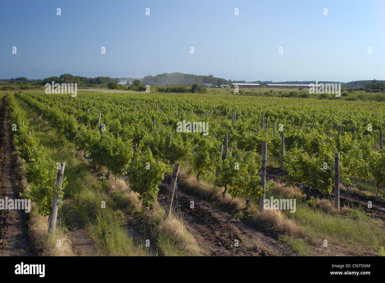 Vineyard, Beamsville, Ontario Stock Photo - Alamy