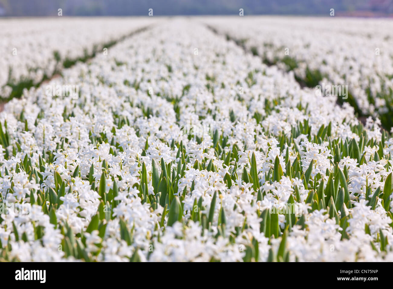 White Hyacinth field in Holland. Horizontal shot Stock Photo - Alamy