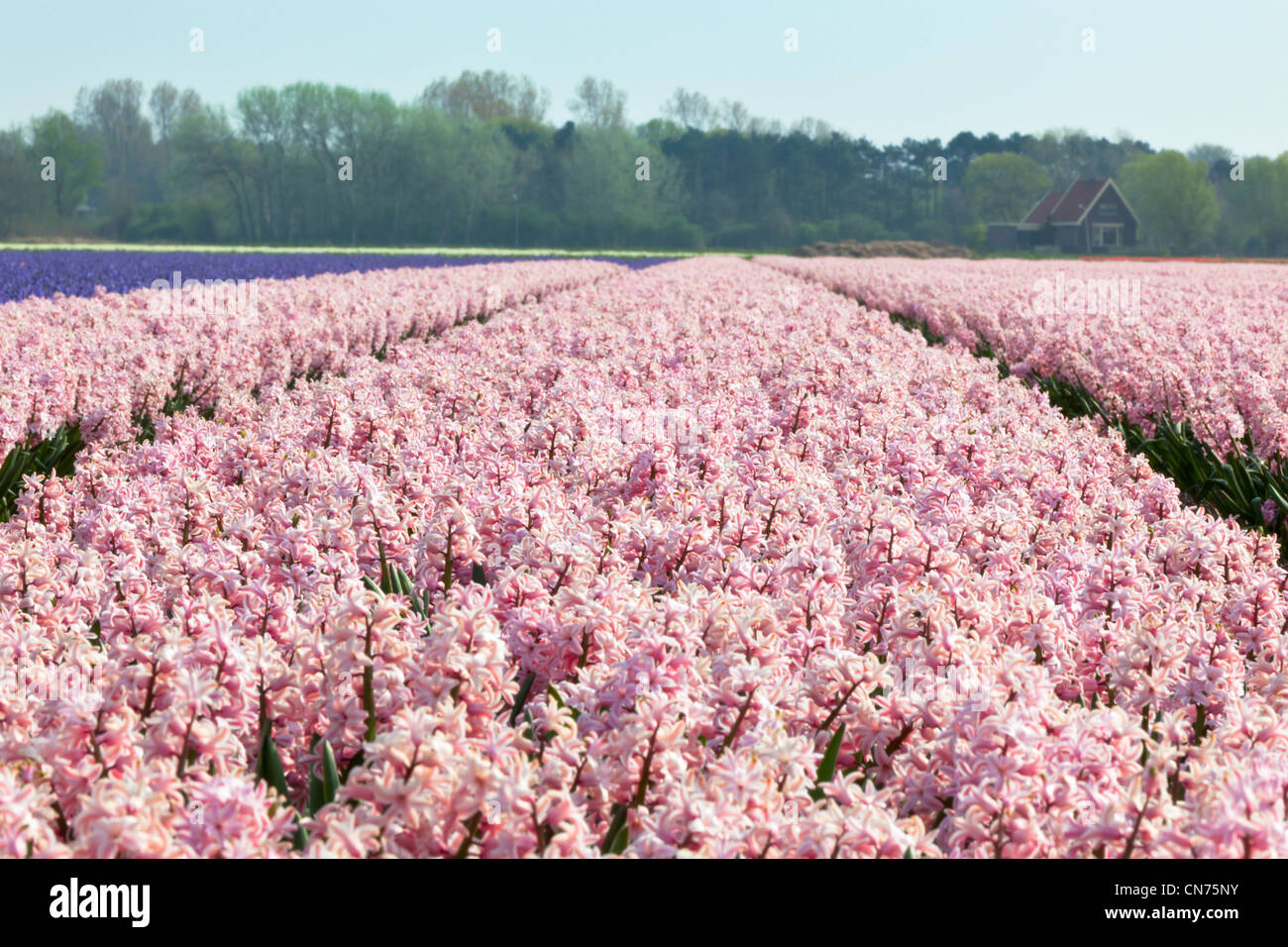Hyacinth field in Holland. Horizontal shot Stock Photo - Alamy