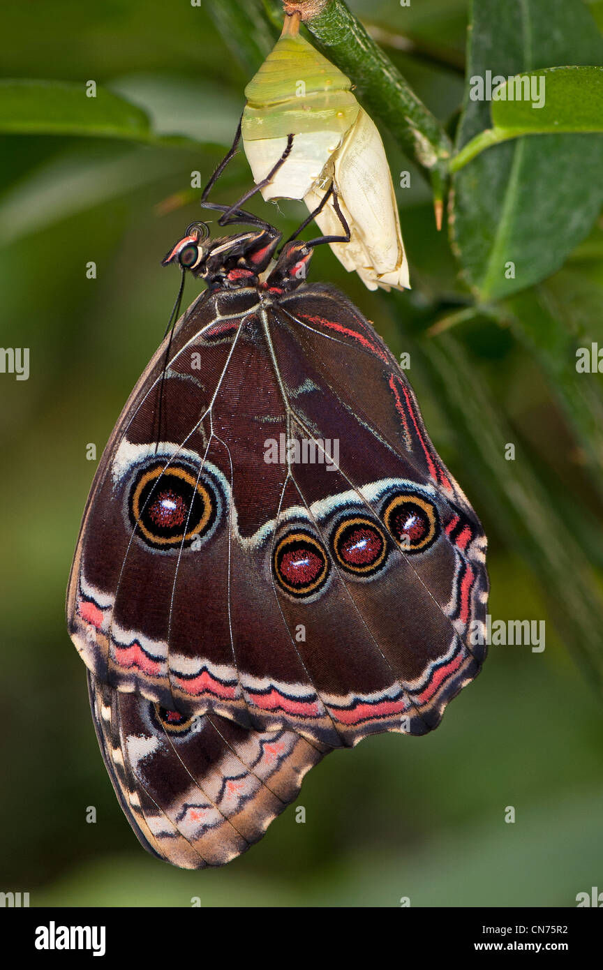 A Blue Morpho butterfly emerging from the pupa stage Stock Photo - Alamy