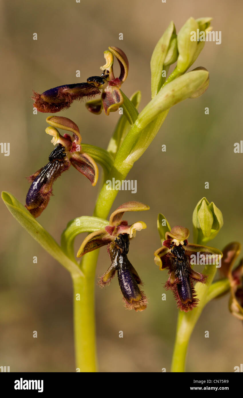 King Ferdinand's Orchid, or Earwig Orchid, Ophrys regis-ferdinandii in ...