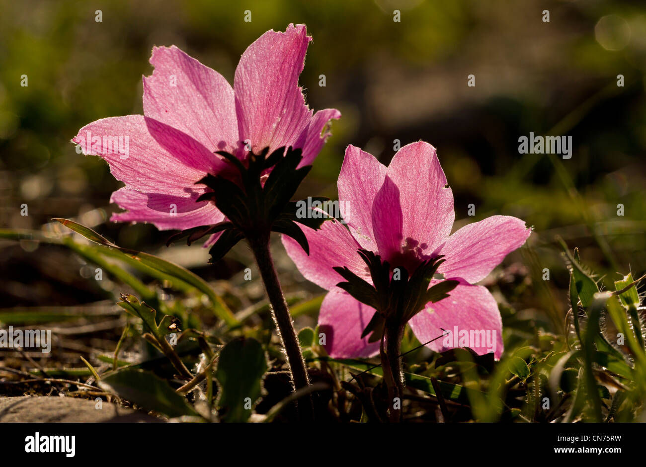 Crown Anemone, Anemone coronaria in grassland, against the light; Chios ...