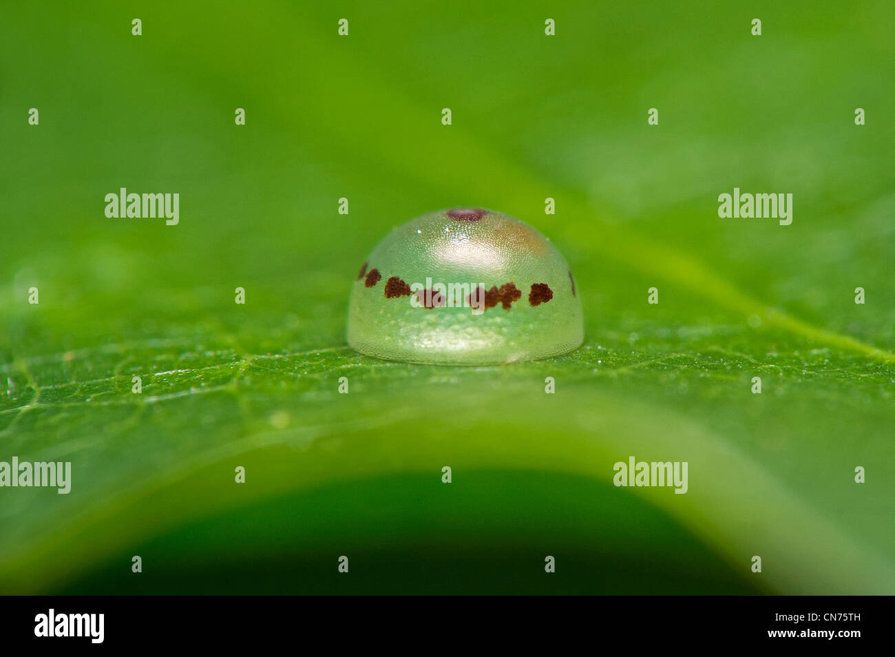 Egg of the butterfly hi-res stock photography and images - Alamy