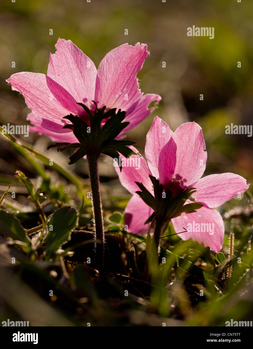 Crown Anemone, Anemone coronaria in grassland, against the light; Chios ...