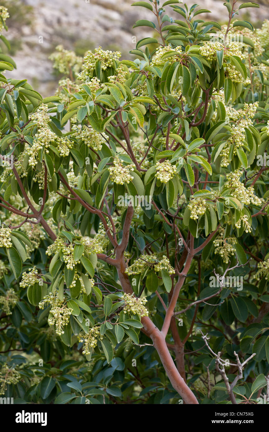 Eastern Strawberry Tree, Arbutus andrachne in flower in spring, Chios ...