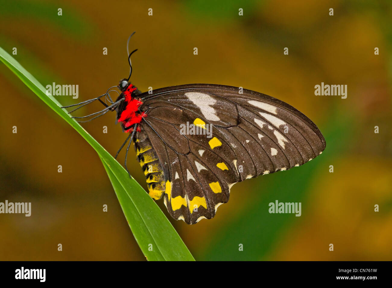 An adult Birdwing butterfly Stock Photo - Alamy