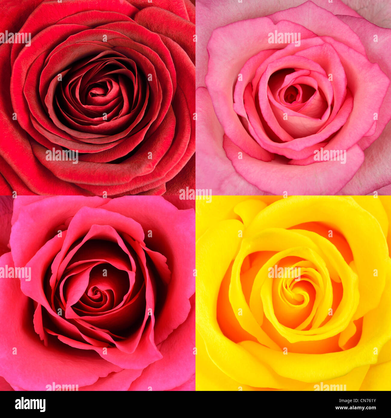 Macro of Rose Four Flower Full Frame Backgrounds Stock Photo - Alamy