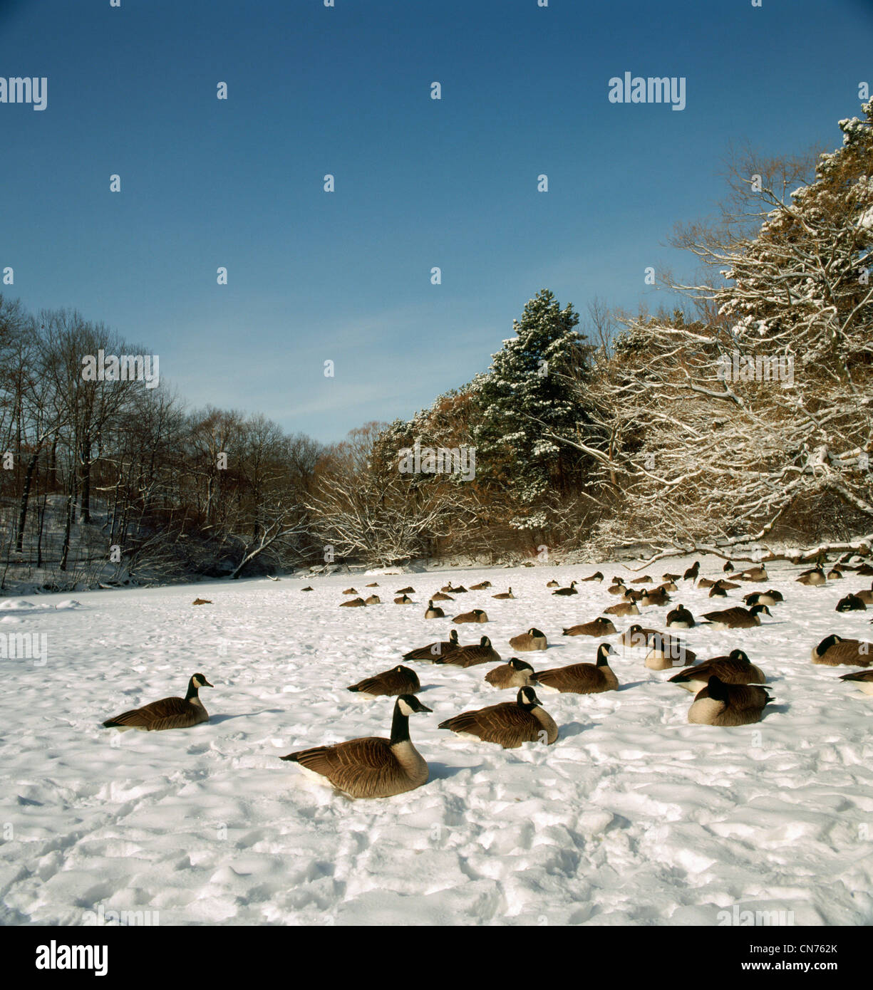 Puzant hi-res stock photography and images - Alamy