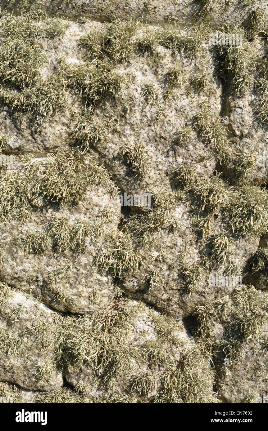 Hairy lichen hi-res stock photography and images - Alamy