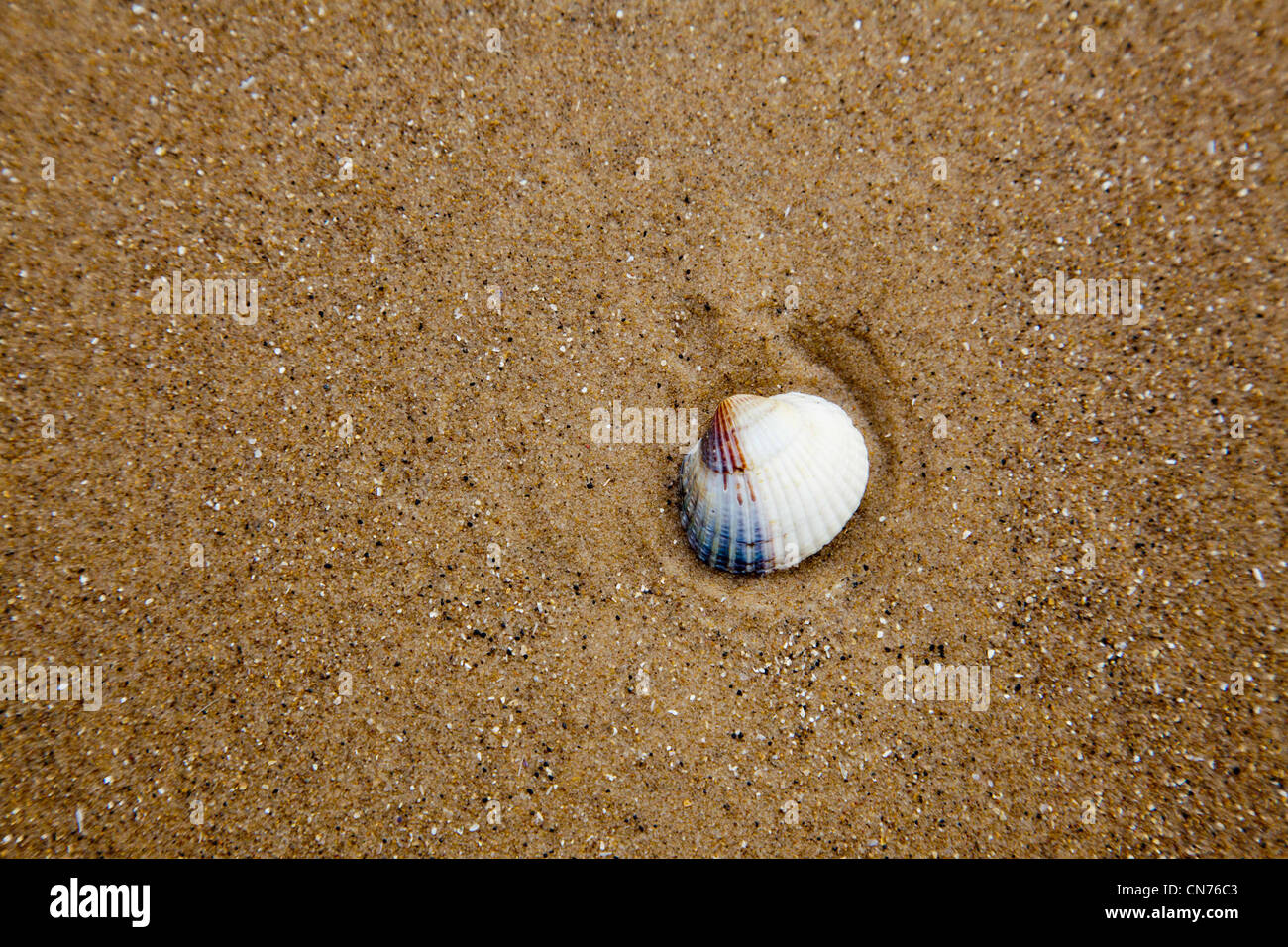 Cockle shell hi-res stock photography and images - Alamy
