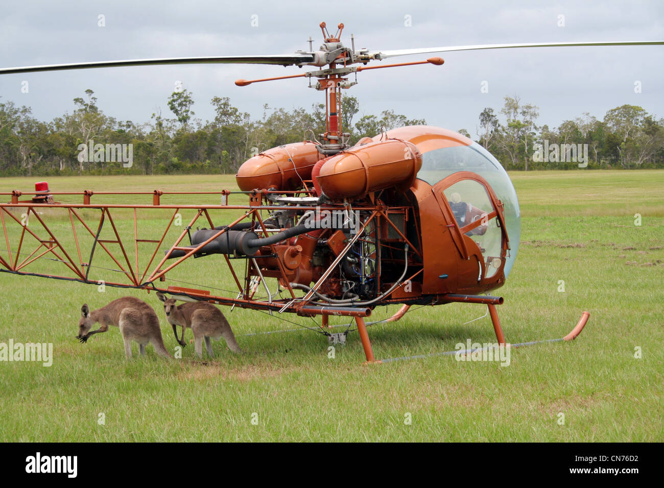 Kangaroos near a helicopter Stock Photo - Alamy
