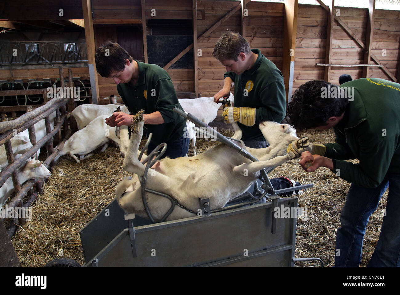 Goat farm.Trimming the hooves of goats.Hoove trimming Stock Photo - Alamy
