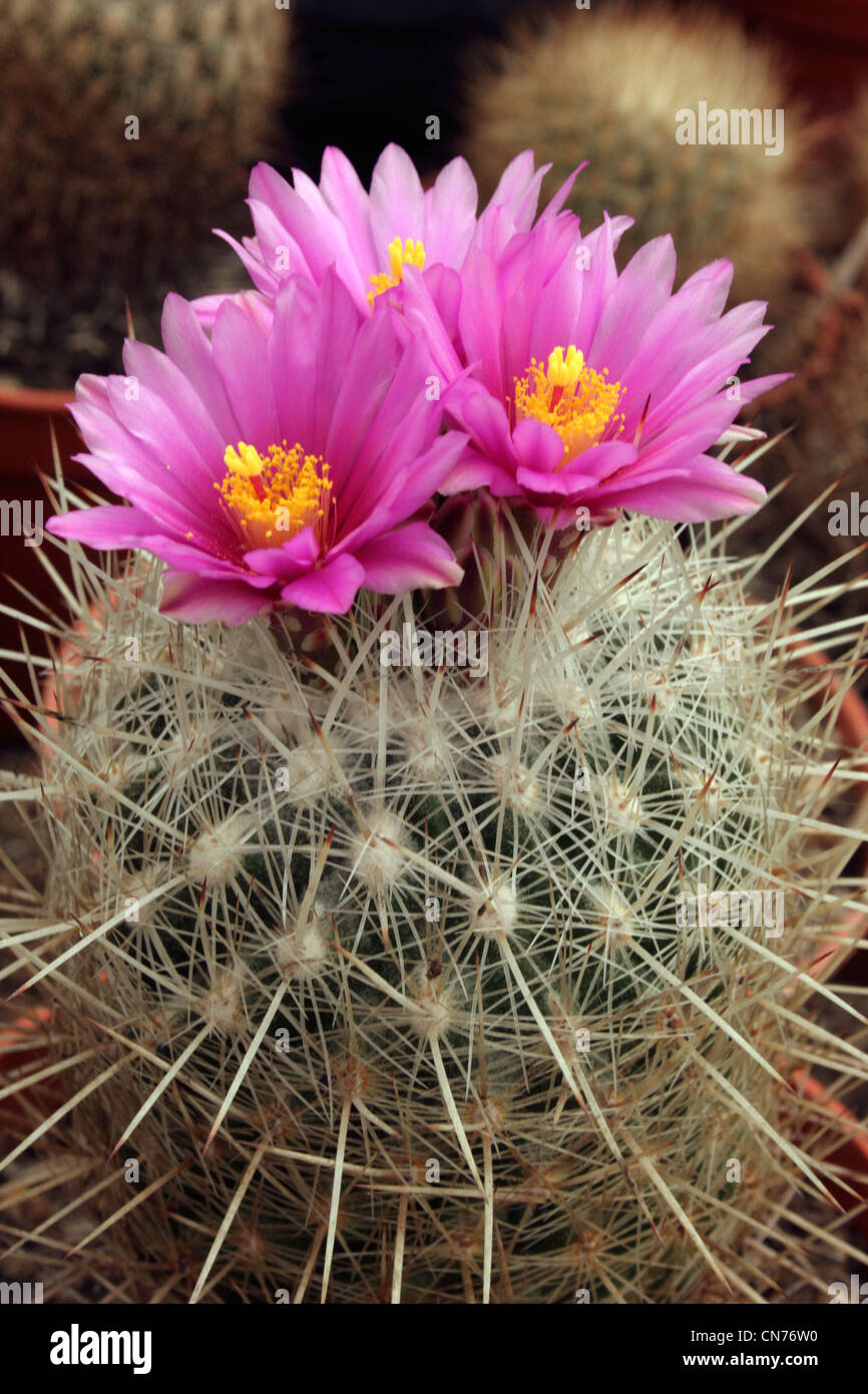Cactus (Thelocactus conothelos argenteus) grown from seed collected 18 ...