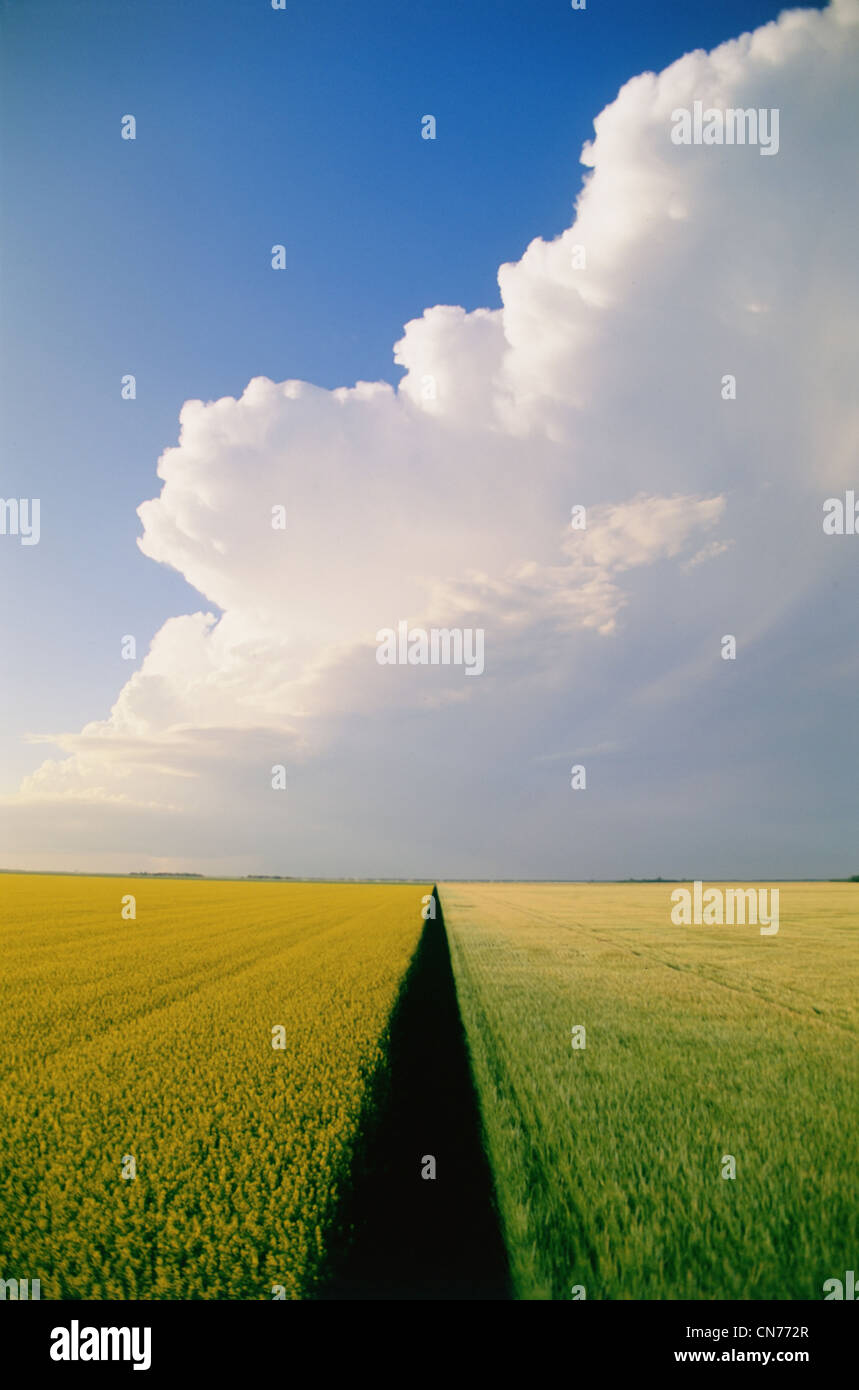 Brunkild hi-res stock photography and images - Alamy