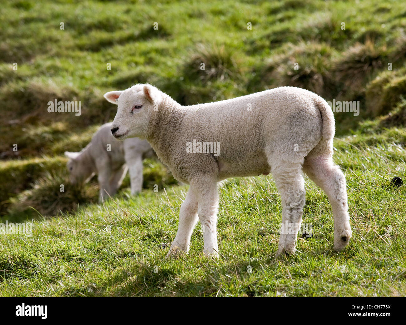 Spring Lambs in North Yorkshire Dales, Wensleydale, swaledale lambs ...