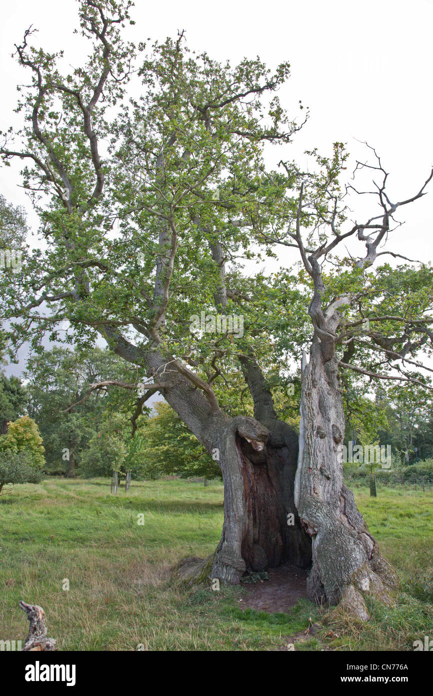 Tea Party Oak Tree - 700 years old, one of the oldest in England at ...