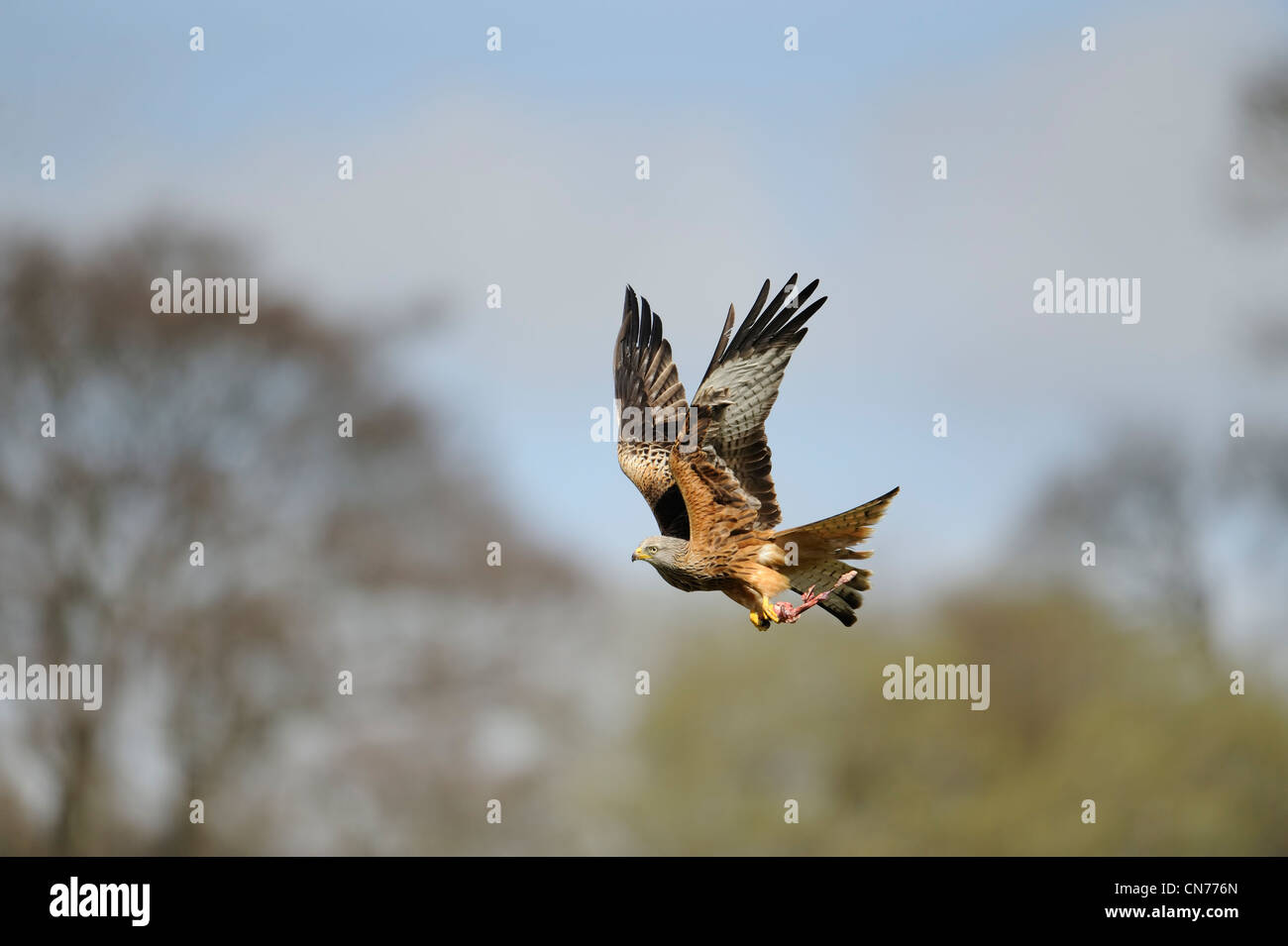 red kite with food in it's talons Stock Photo - Alamy