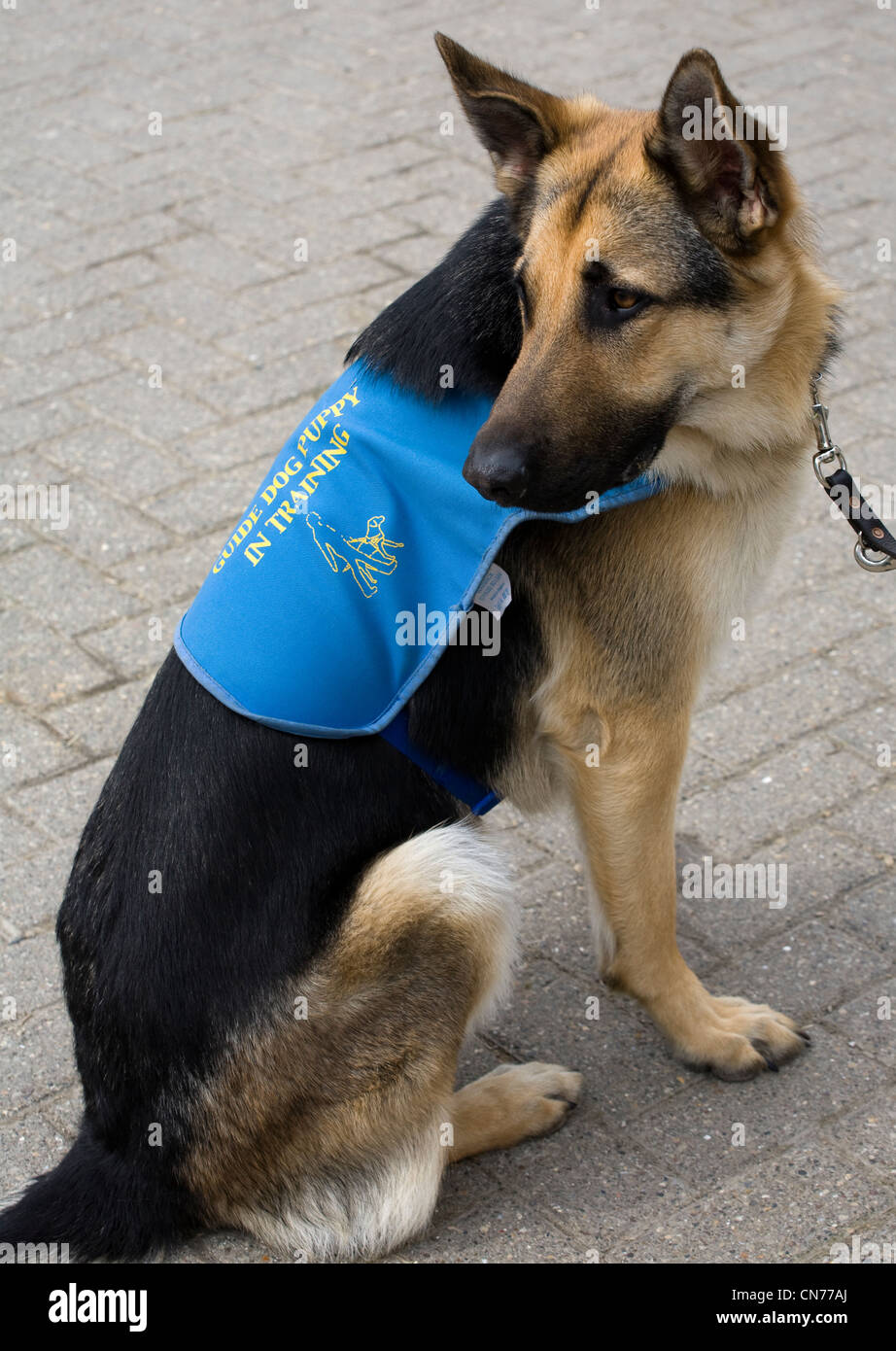 German Shepherd Training Tips
