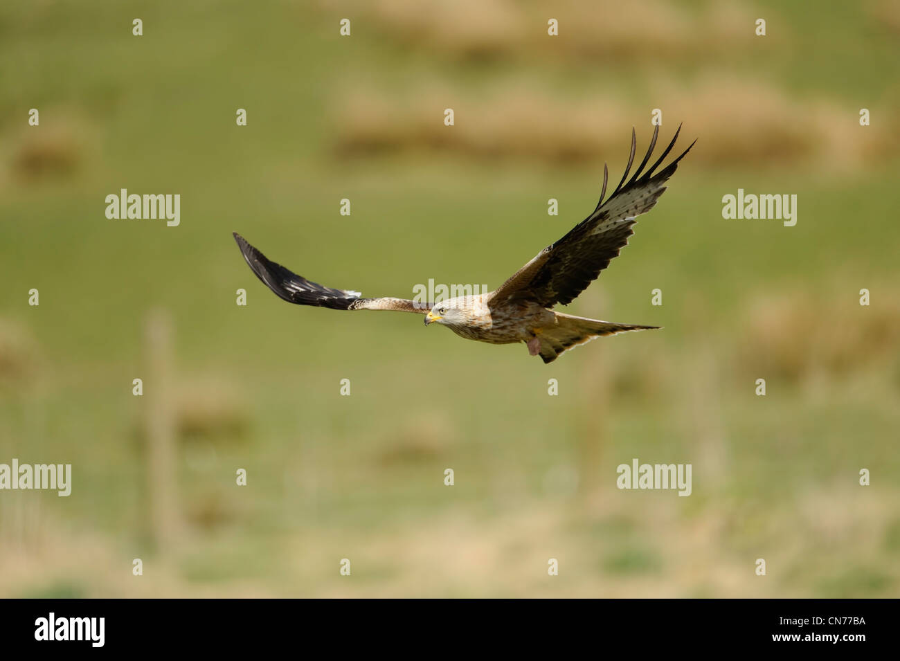red kite swoops low over a field for food Stock Photo - Alamy