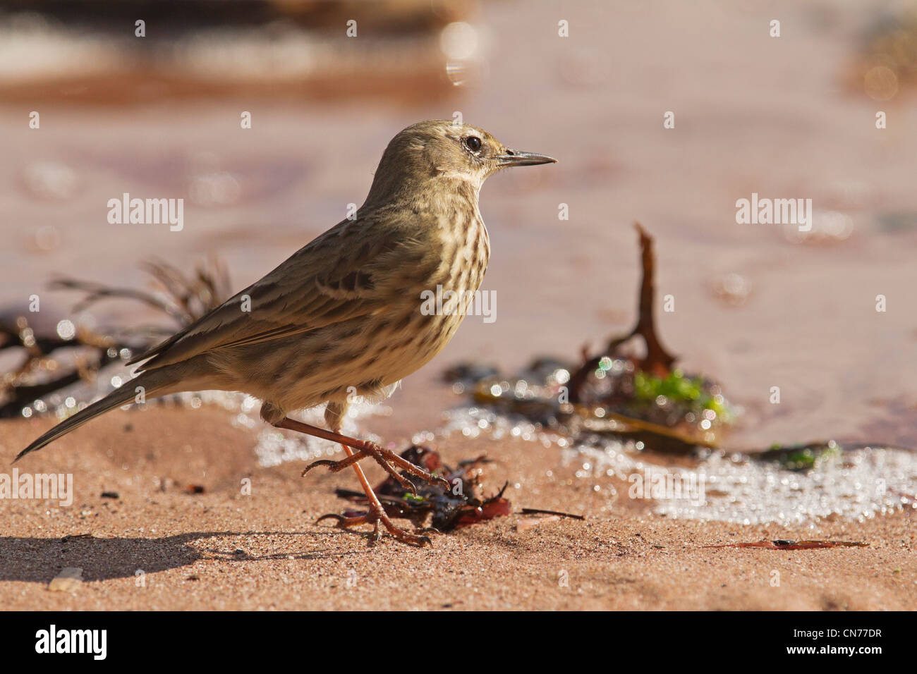 Rock pipit walking along the beach, in front of a receding wave Stock ...