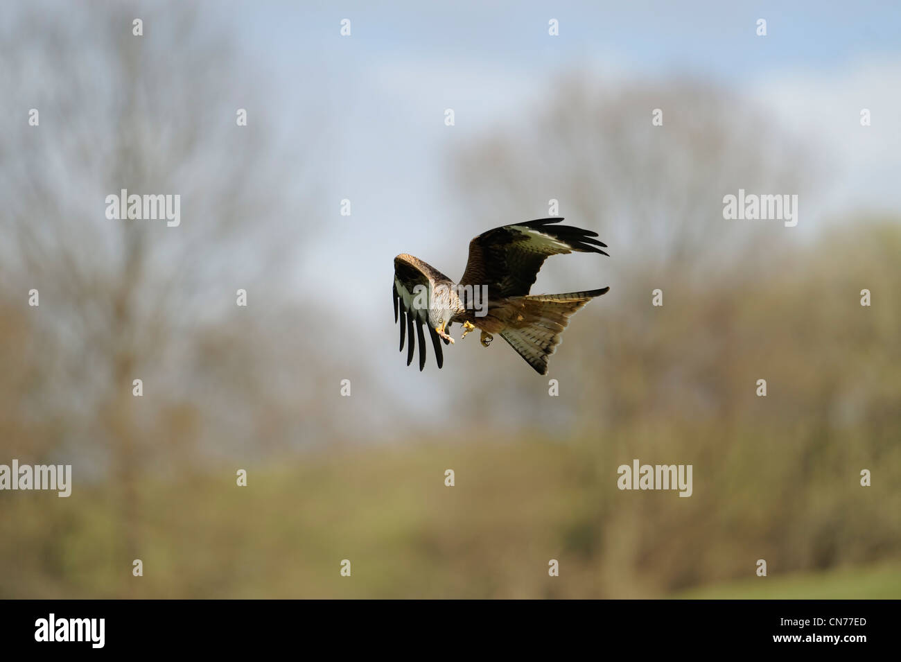 red kite feeding in mid-air Stock Photo - Alamy