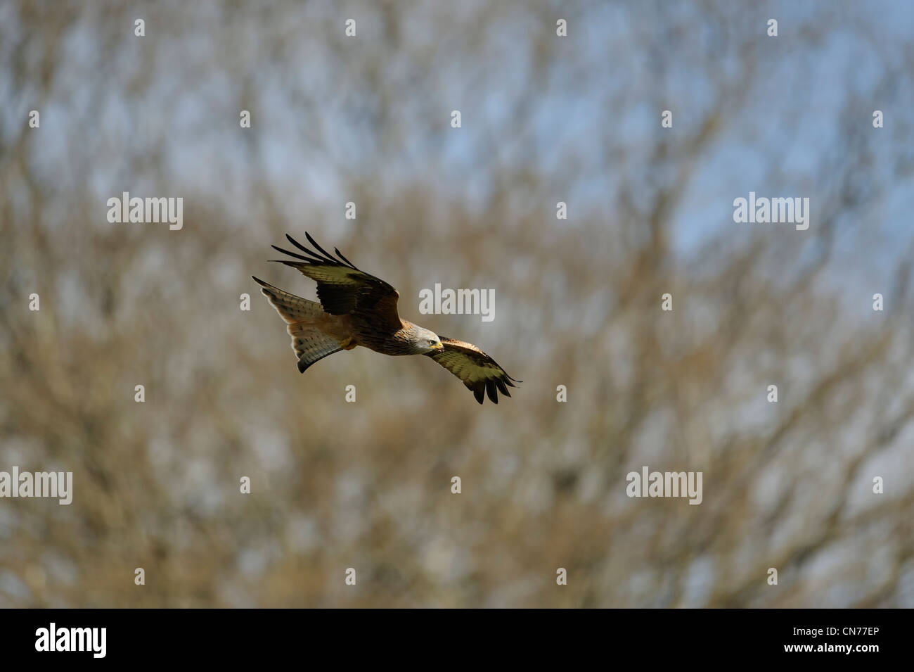 red kite swooping for food Stock Photo - Alamy