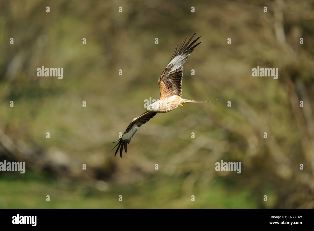 Kite hunting hi-res stock photography and images - Alamy