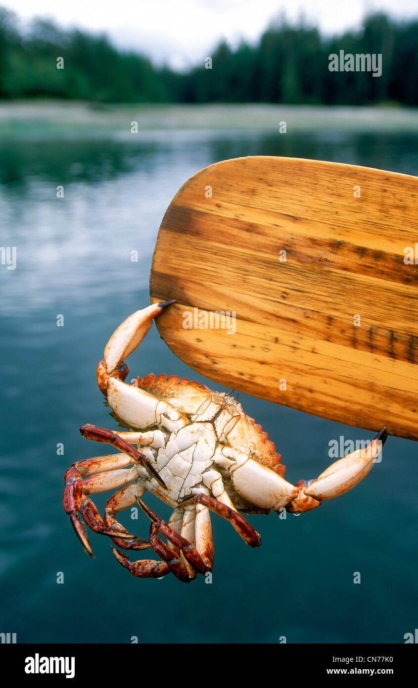 Paddle crab hi-res stock photography and images - Alamy