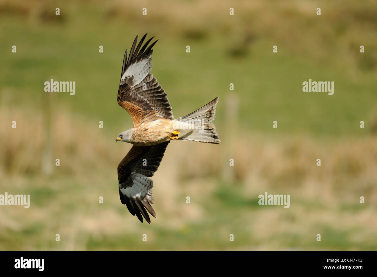 red kite swooping low over a field Stock Photo - Alamy