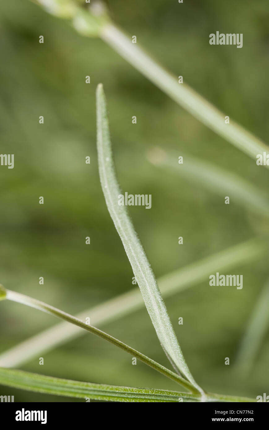 Macro, micro, close up photo, photograph of lavender plant Stock Photo ...