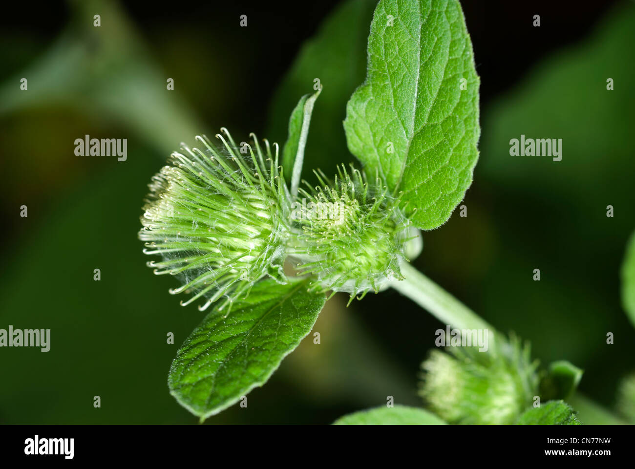Immature burs of greater burdock, Arctium lappa Stock Photo - Alamy