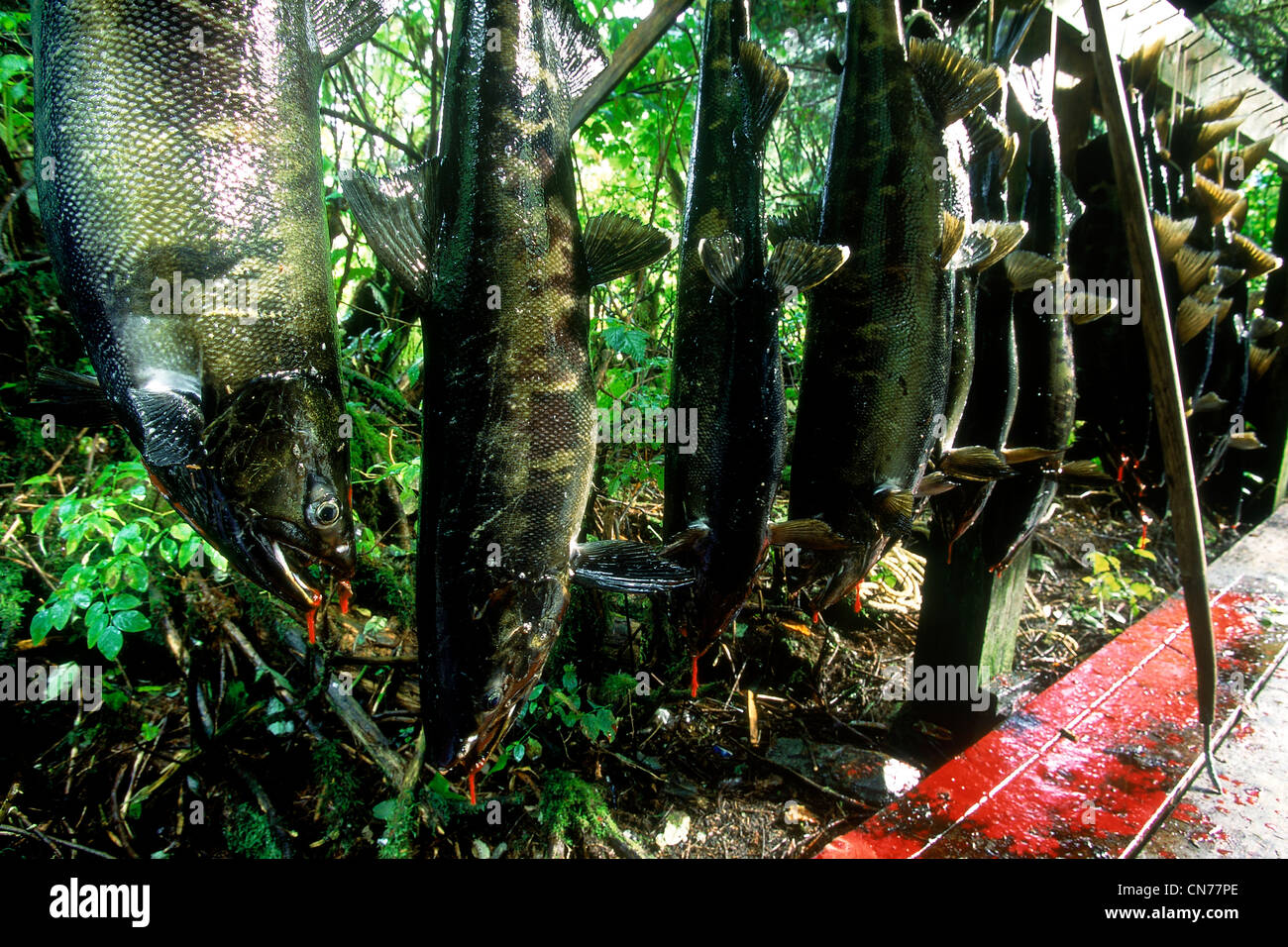 Hanging Salmon during Traditional First Nations Salmon Harvest, Klemtu ...