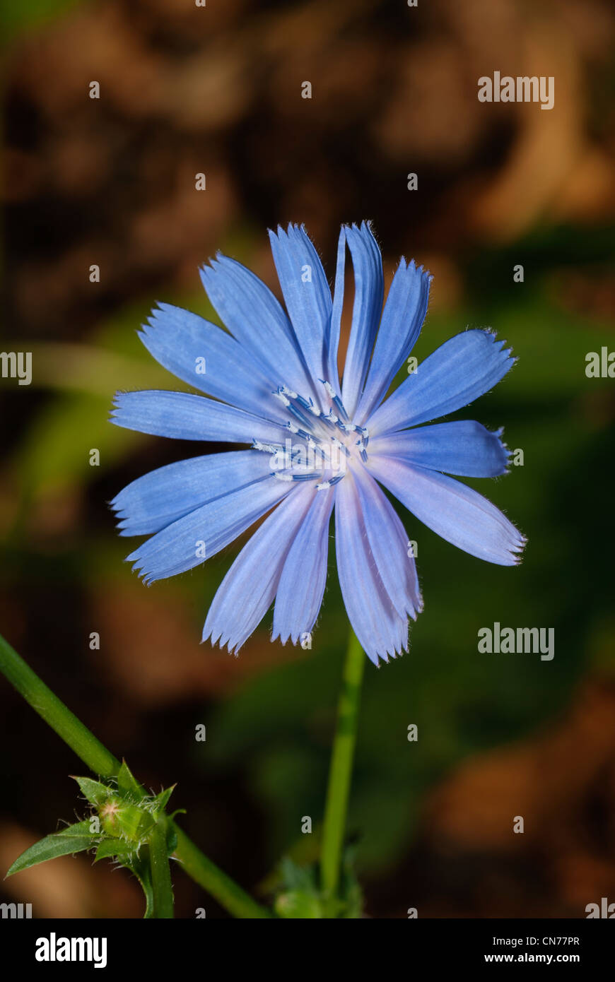 Common chicory, Cichorium intybus Stock Photo - Alamy