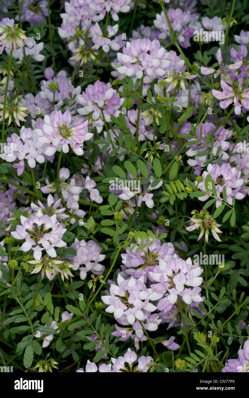 Crown Vetch or Purple Crown Vetch, Securigera varia Stock Photo - Alamy